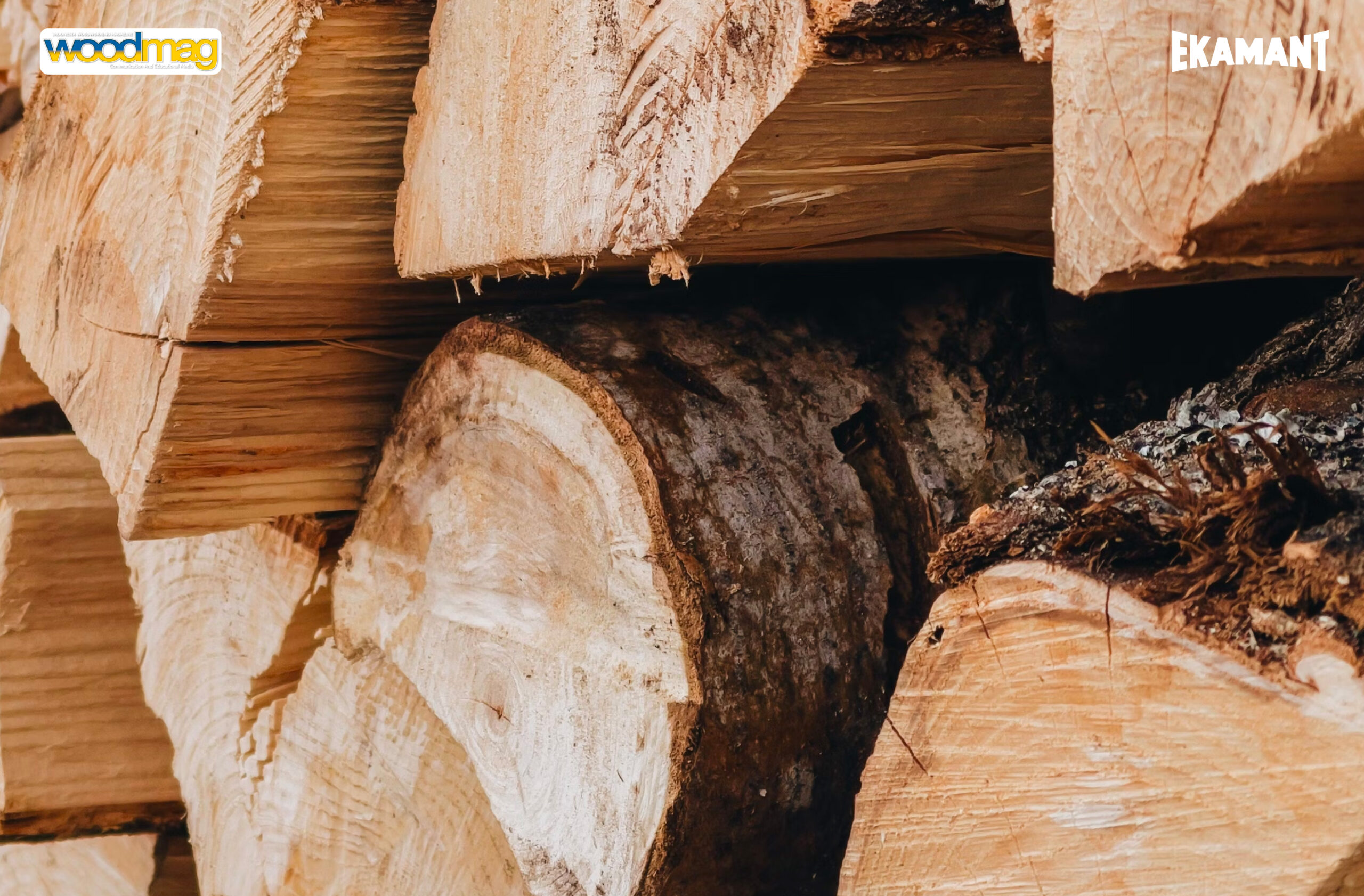 Ada Mahoni, Ini Rekomendasi 3 Jenis Kayu untuk Furnitur Indoor